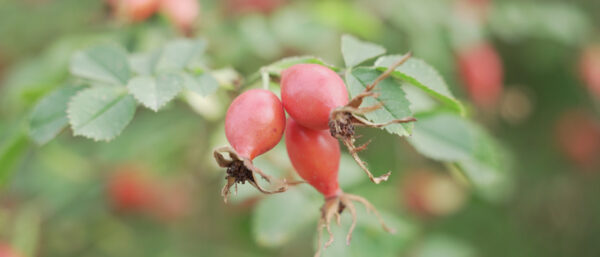 Wie man Hagebuttentee richtig zubereitet – Gesunde Naturprodukte